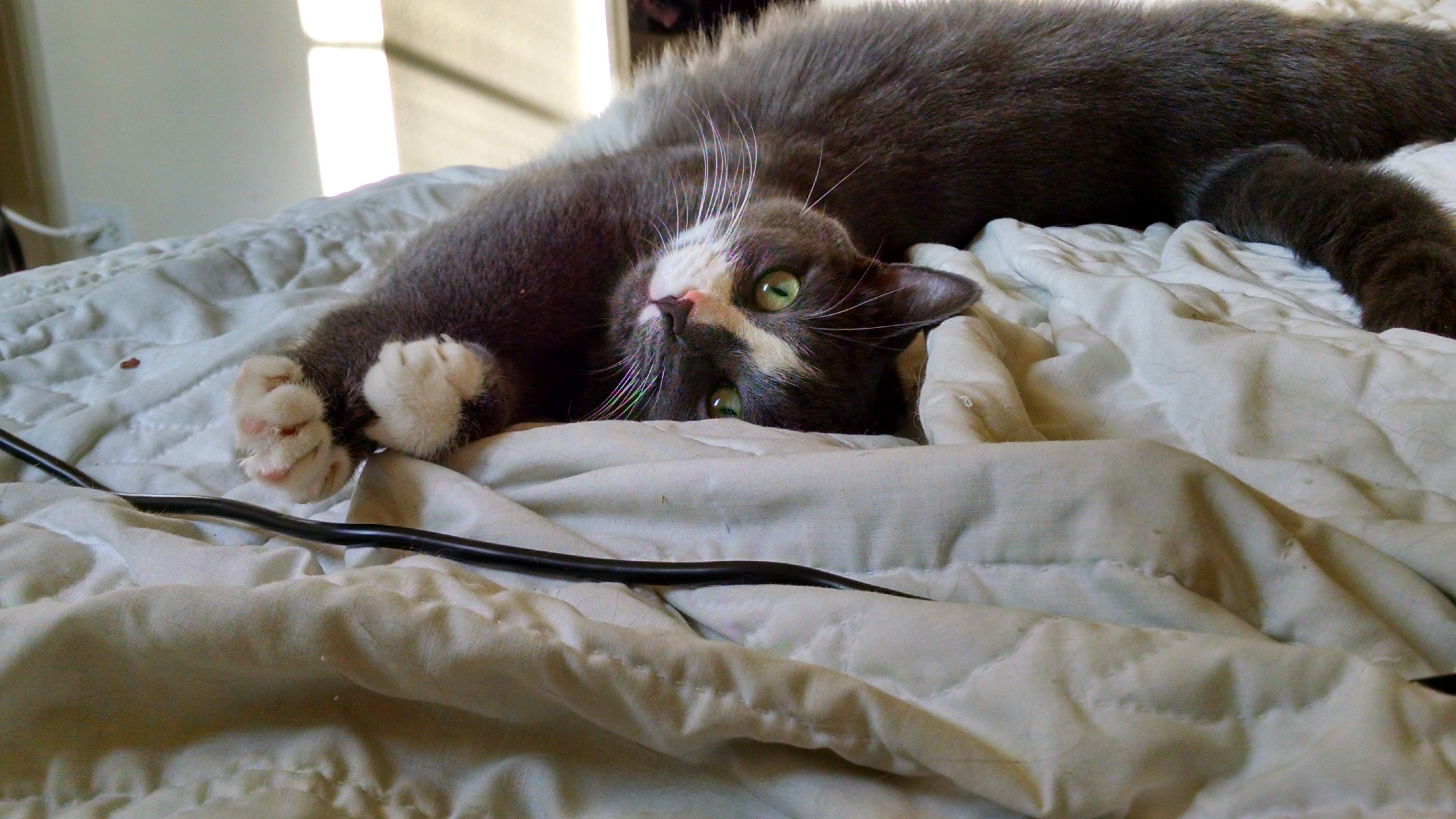 Timmy, the Cat, is Lost – It's a Thought