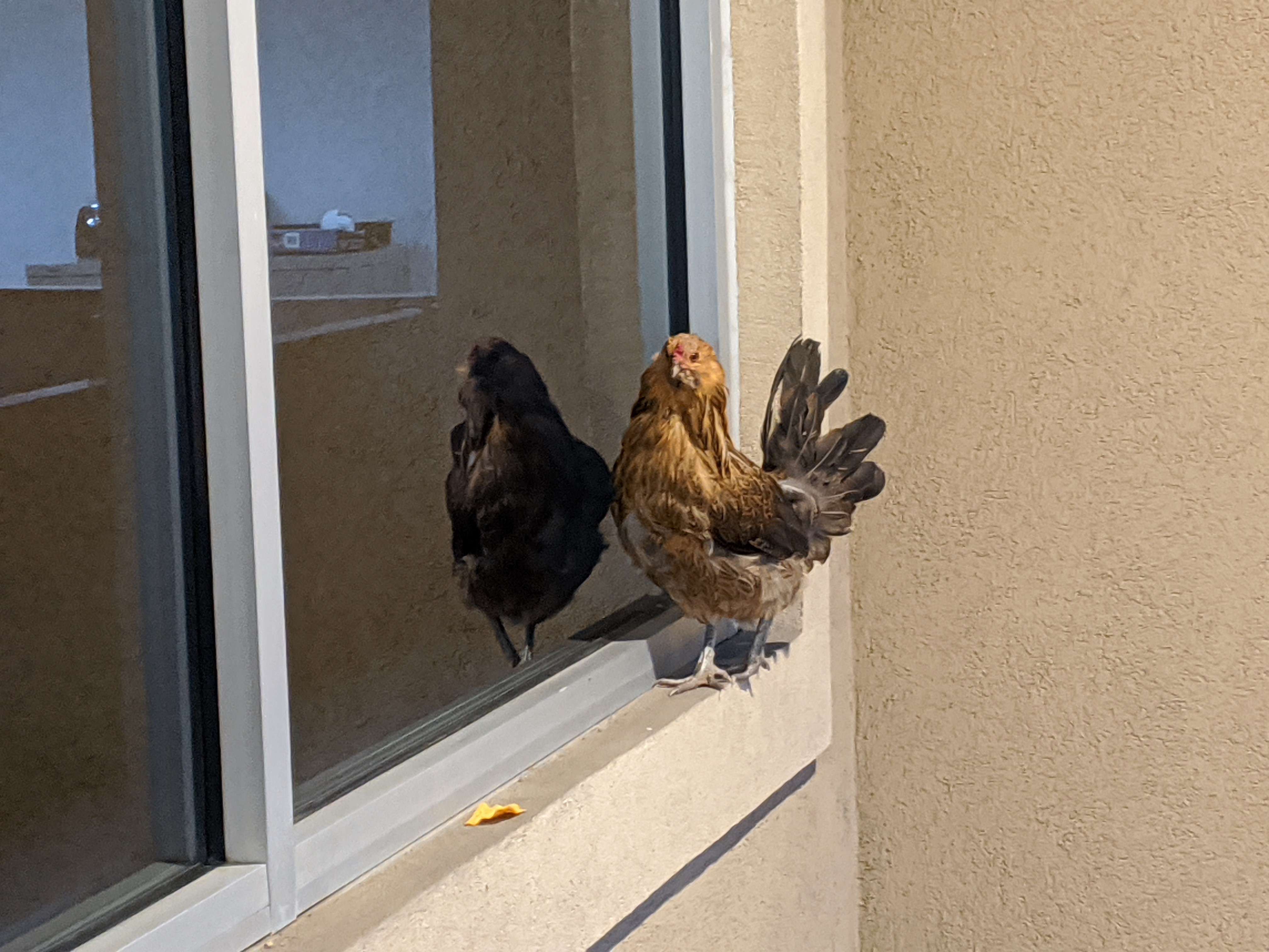 The Incident of the Chicken in the Office – It's a Thought